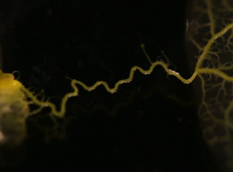 The Slime Mold That Solves Mazes Without a Brain – Extreme Animal Records