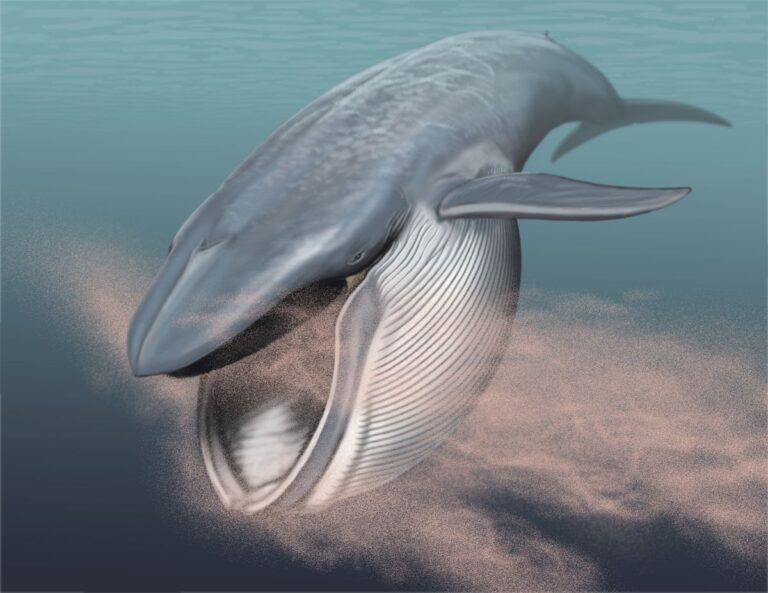 The Baleen Whale’s Toothless Filter-Feeding Evolution Explained ...