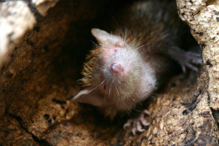 Meet the Tenrec: The Mammal That Can Hibernate for Nine Months Straight ...