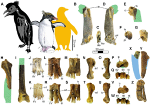Why Penguins Swim but Can’t Fly—And What They Gained in the Tradeoff ...