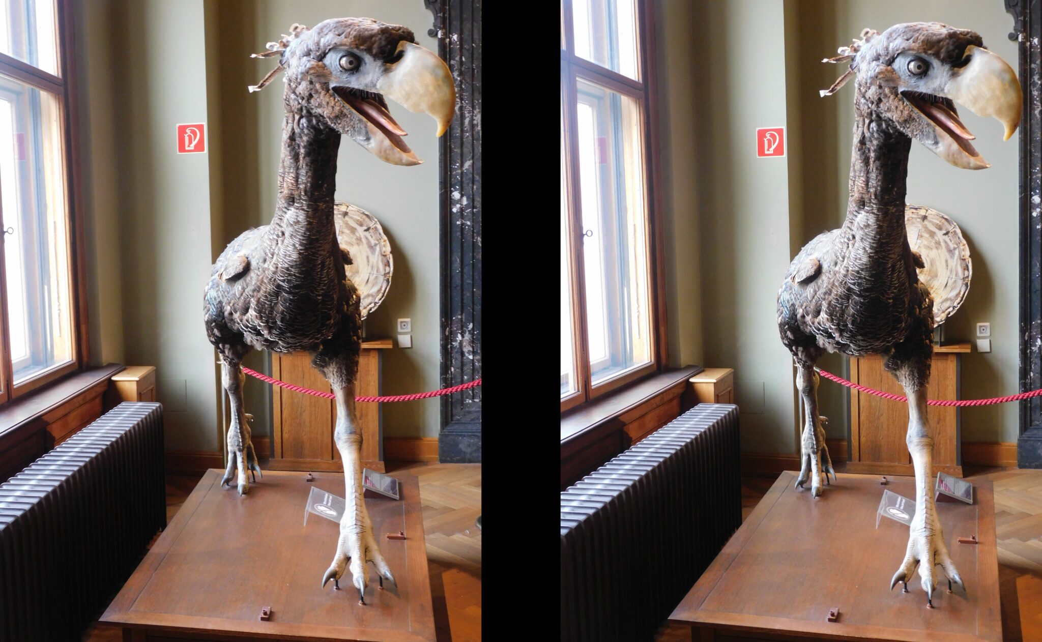 The Terror Bird Stood 10 Feet Tall—and Could Outrun a Horse – Extreme ...