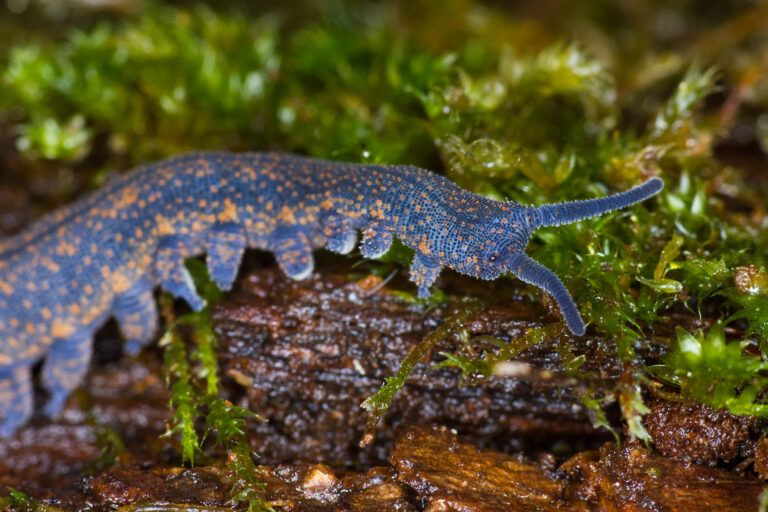 The Velvet Worm Hunts With Slime—and Shoots It Faster Than You Can ...