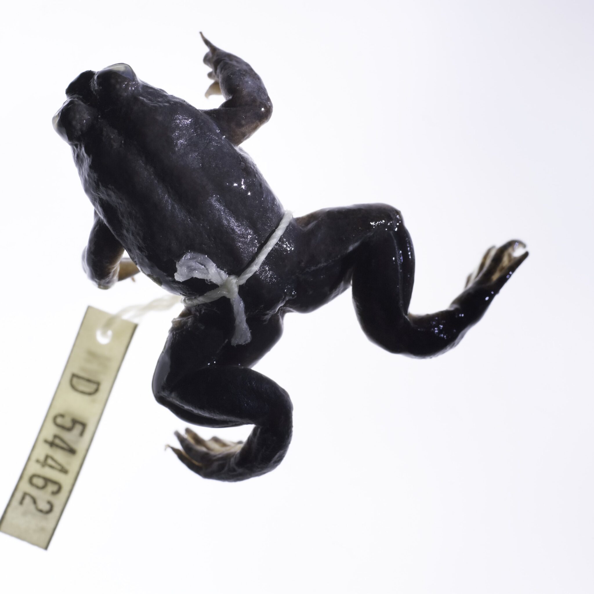 Frogs That Hatch From Their Mother’s Back or Stomach – Extreme Animal ...