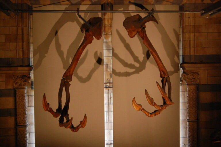 Therizinosaurus Had Giant Claws but Ate Plants—Probably – Extreme ...