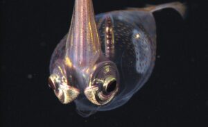 The Glass Squid Is Nearly Invisible—and Can Inflate Like a Balloon to ...