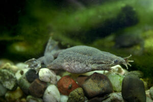 The Surinam Toad Gives Birth Through Holes in Its Back – Extreme Animal ...