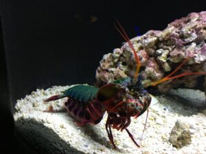 Meet the Mantis Shrimp: An Invertebrate That Sees More Colors Than ...