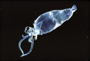The Glass Squid Is Nearly Invisible—and Can Inflate Like a Balloon to ...