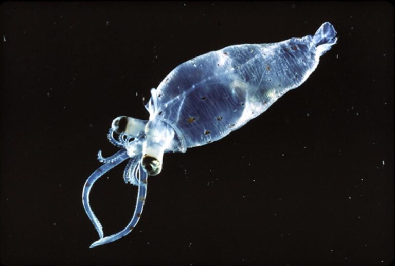 The Glass Squid Is Nearly Invisible—and Can Inflate Like a Balloon to ...