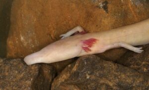 The Olm Lives in Caves, Is Blind—and May Live Over 100 Years – Extreme ...