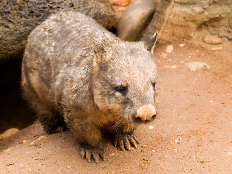 Why the Wombat Has a Square Poop—and What That Says About Evolution ...