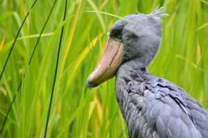 How the Shoebill Became One of the Scariest Birds Alive – Extreme ...