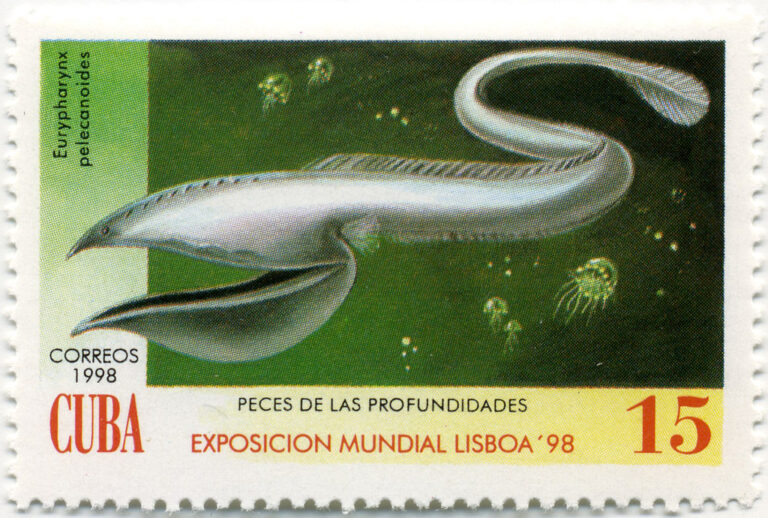 The Gulper Eel Can Swallow Prey Bigger Than Itself With Its Balloon ...