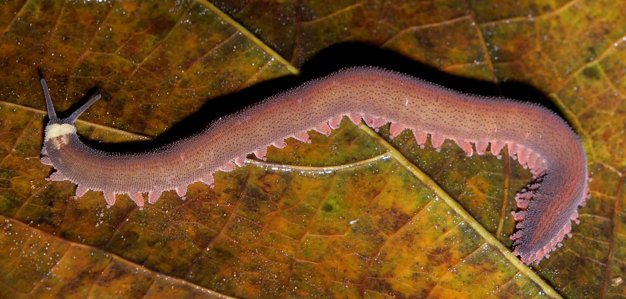 The Velvet Worm Hunts With Slime—and Shoots It Faster Than You Can ...