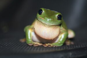 Frogs That Hatch From Their Mother’s Back or Stomach – Extreme Animal ...