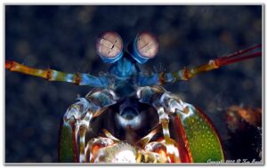 Meet the Mantis Shrimp: An Invertebrate That Sees More Colors Than ...