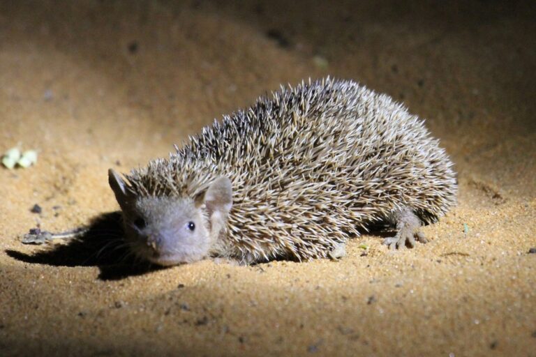 Meet the Tenrec: The Mammal That Can Hibernate for Nine Months Straight ...