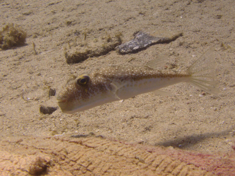 This Fish Builds Nests So Precise They Rival Crop Circles – Extreme ...