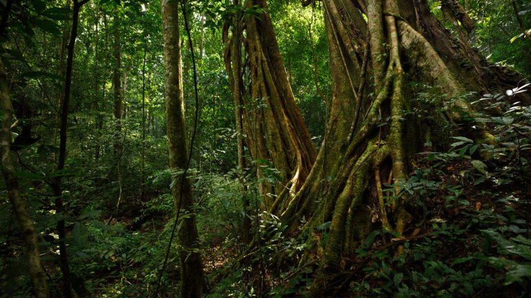 Meet the Saola: One of the Rarest Mammals Ever Seen in the Wild ...