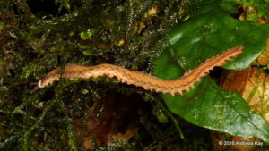 The Velvet Worm Hunts With Slime—and Shoots It Faster Than You Can ...