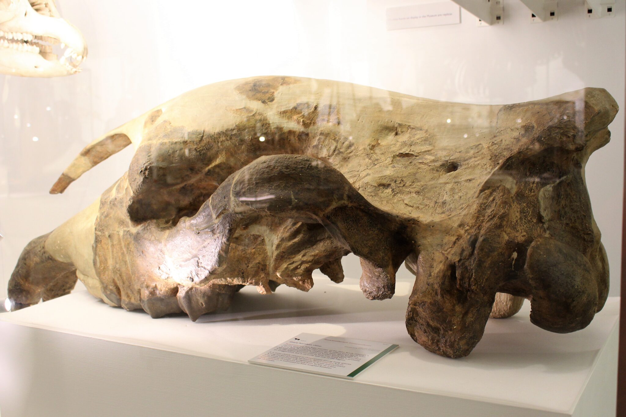 The Largest Land Mammal That Ever Lived—And Why It Vanished – Extreme ...