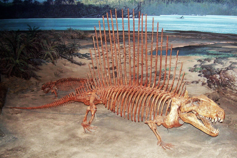 Dimetrodon Had a Massive Back Sail—But It Wasn’t a Dinosaur – Extreme ...