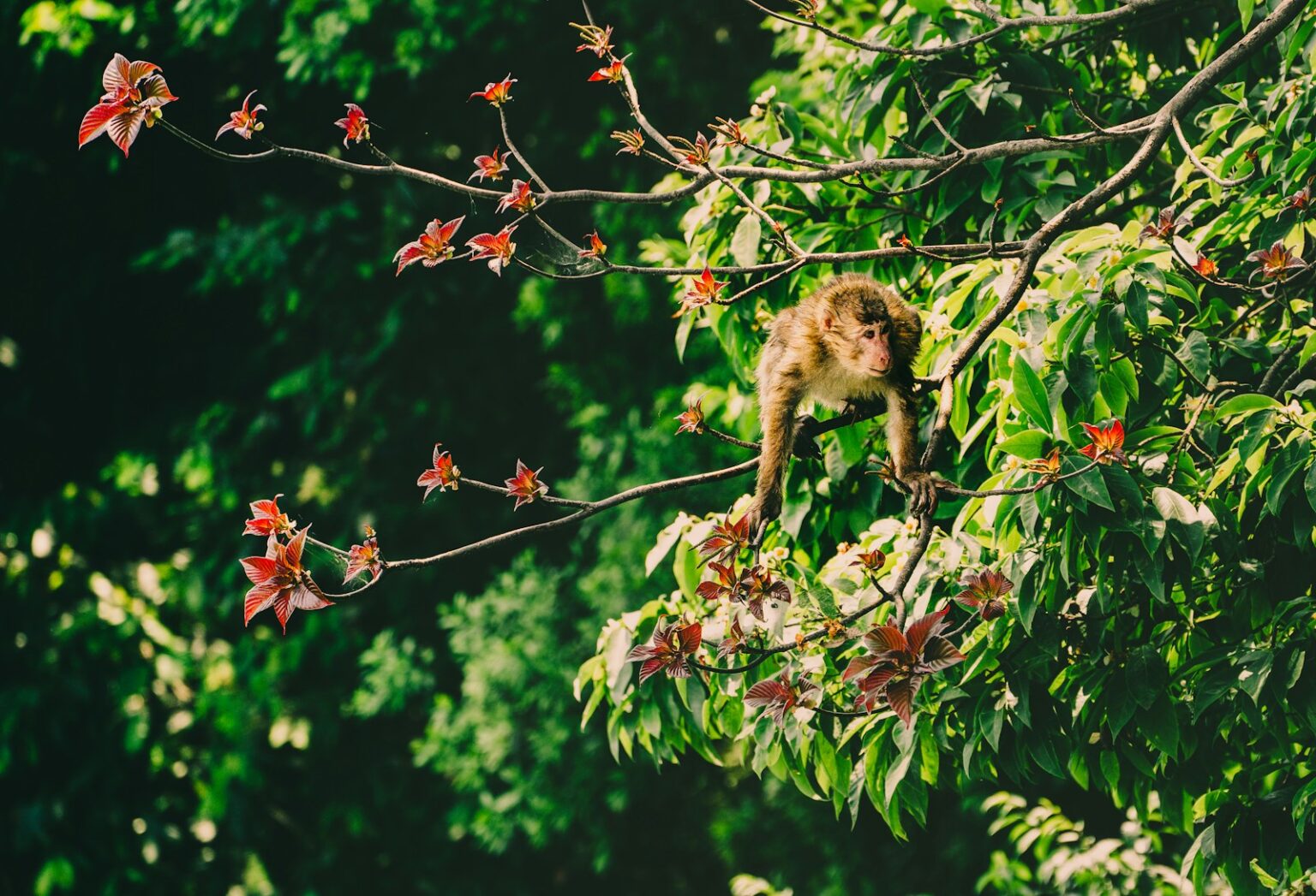 From Trees to Tundra: Where Animals Compete—and Who Wins – Extreme ...