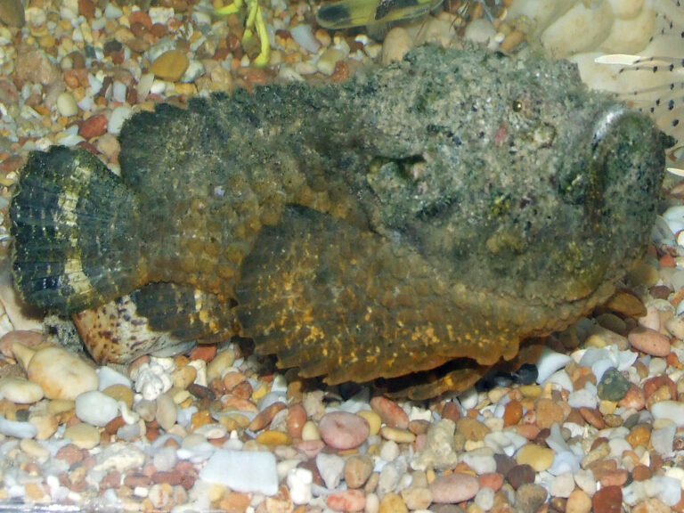The Stonefish Is One of the Most Venomous Fish in the World—And Almost ...