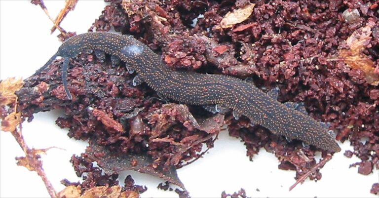 The Velvet Worm Hunts With Slime—and Shoots It Faster Than You Can ...