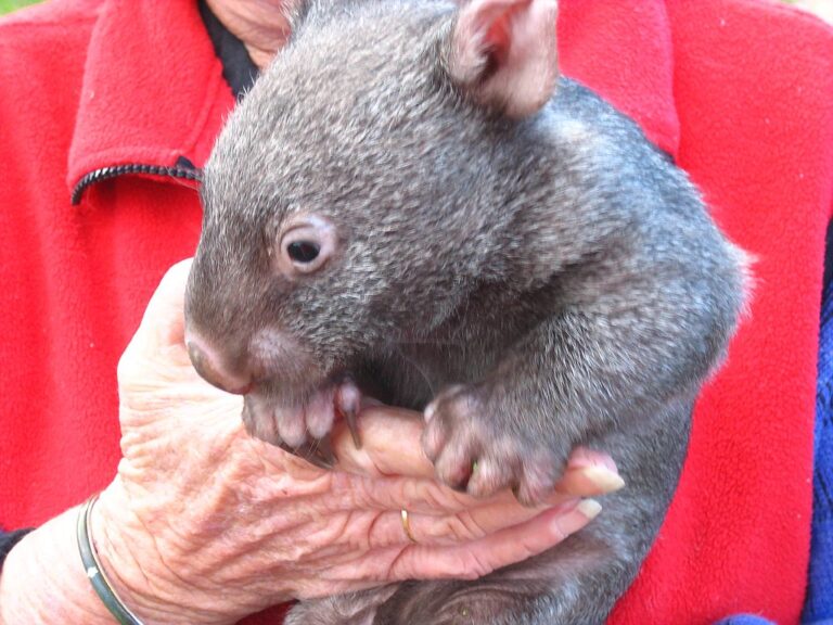 Why the Wombat Has a Square Poop—and What That Says About Evolution ...