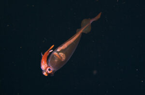 The Glass Squid Is Nearly Invisible—and Can Inflate Like a Balloon to ...