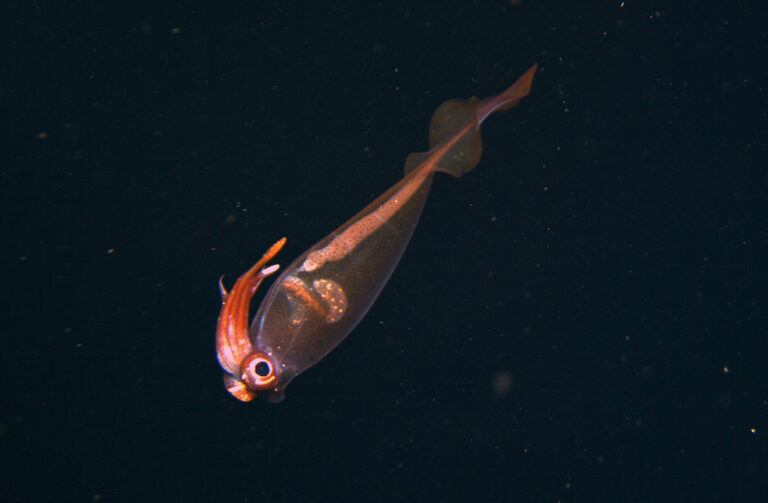 The Glass Squid Is Nearly Invisible—and Can Inflate Like a Balloon to ...