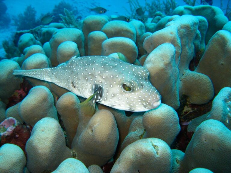 This Fish Builds Nests So Precise They Rival Crop Circles – Extreme ...
