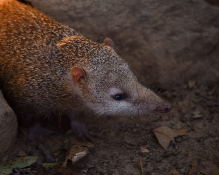 Meet the Tenrec: The Mammal That Can Hibernate for Nine Months Straight ...