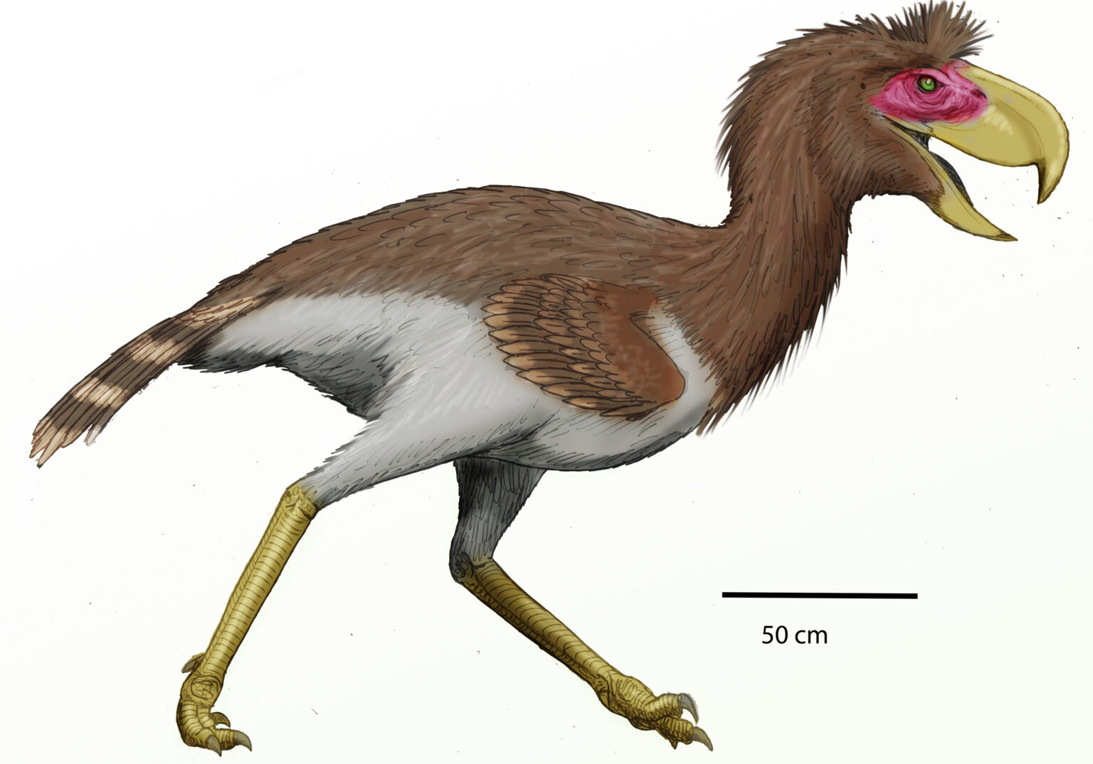 The Terror Bird Stood 10 Feet Tall—and Could Outrun a Horse – Extreme ...