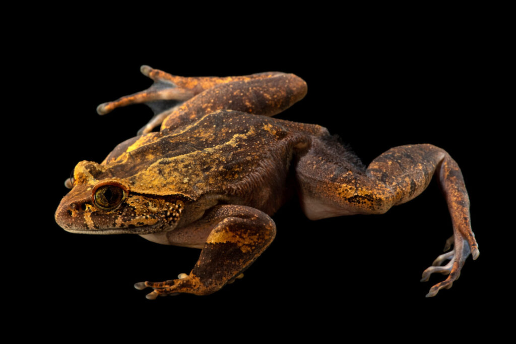 The Hairy Frog Breaks Its Own Bones to Make Claws – Extreme Animal Records