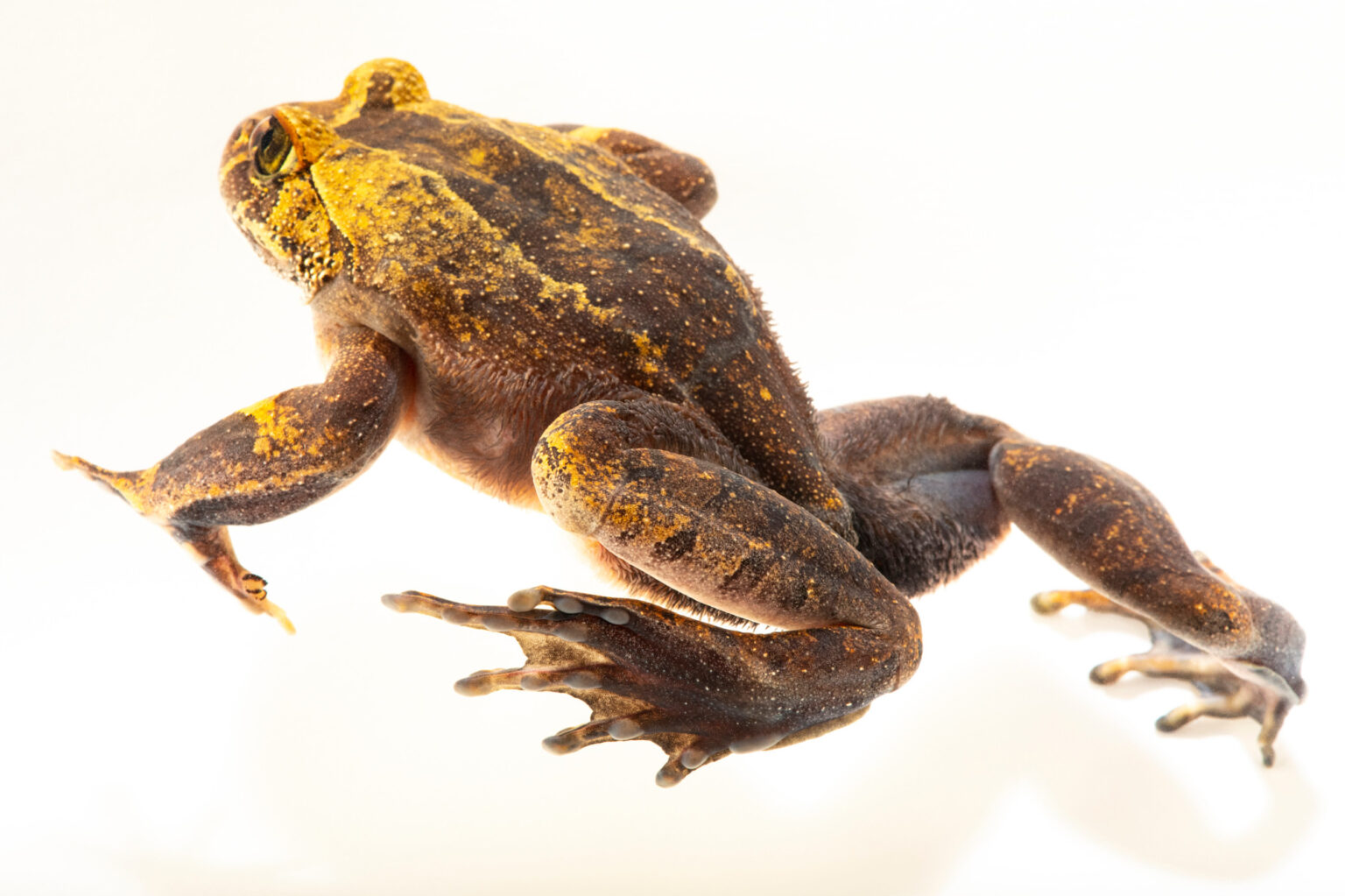 The Hairy Frog Breaks Its Own Bones to Make Claws – Extreme Animal Records
