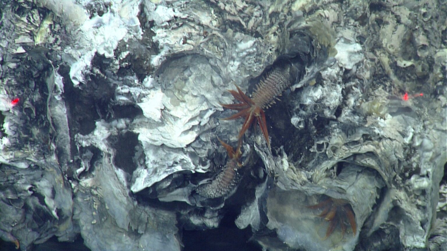 This Worm Has a Jaw Made of Metal and Can Survive Boiling Temperatures ...