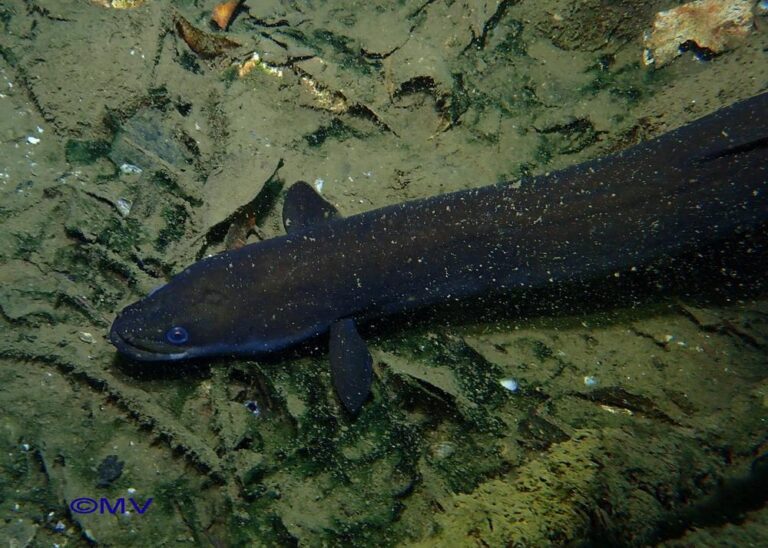 Limbless Wonders: Why Evolution Keeps Dropping Legs – Extreme Animal ...