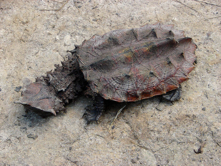 The Mata Mata Turtle Looks Like Dead Leaves and That’s How It Hunts ...