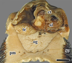 The Scaly-Foot Snail Builds Its Shell Out of Iron From Hydrothermal ...