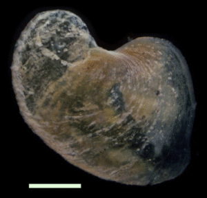 The Scaly-Foot Snail Builds Its Shell Out of Iron From Hydrothermal ...