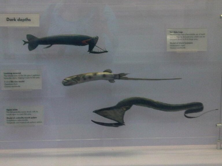 The Gulper Eel Can Swallow Prey Bigger Than Itself With Its Balloon ...