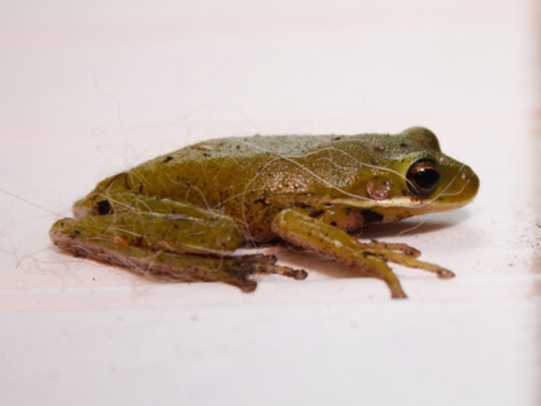 The Hairy Frog Breaks Its Own Bones to Make Claws – Extreme Animal Records