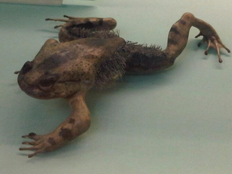 The Hairy Frog Breaks Its Own Bones to Make Claws – Extreme Animal Records