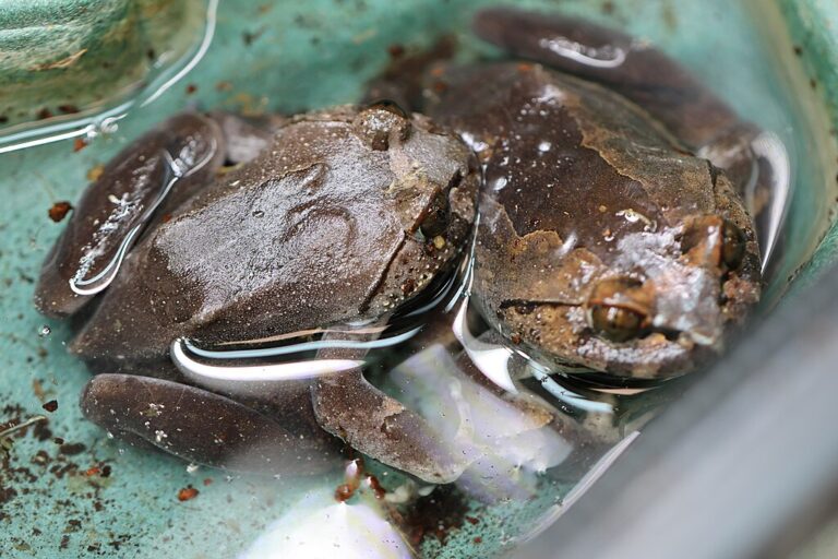 The Hairy Frog Breaks Its Own Bones to Make Claws – Extreme Animal Records