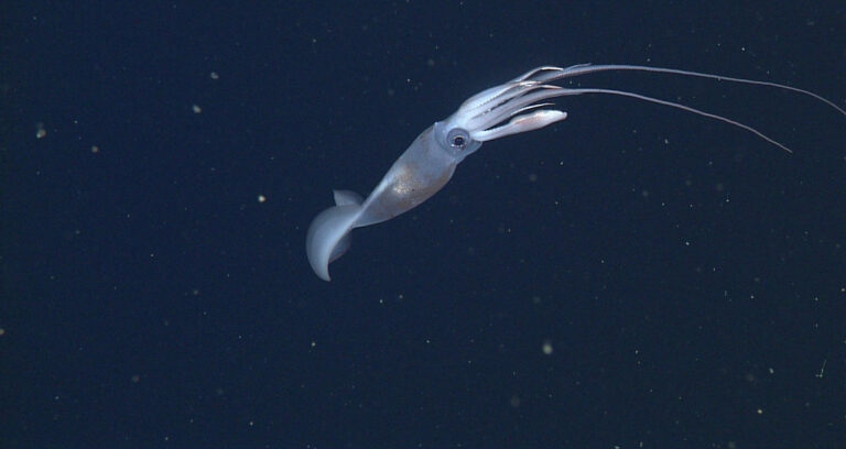 The Glass Squid Is Nearly Invisible—and Can Inflate Like a Balloon to ...