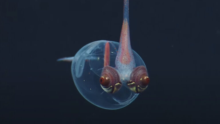 The Glass Squid Is Nearly Invisible—and Can Inflate Like a Balloon to ...