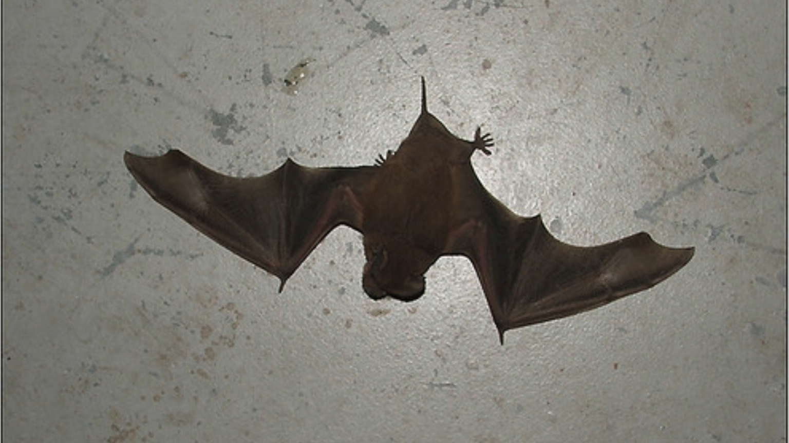 The Only Mammal That Can Fly: Bats and Their Aerodynamic Secrets ...