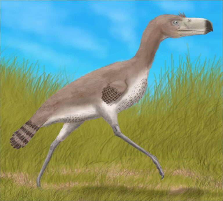 The Terror Bird Stood 10 Feet Tall—and Could Outrun a Horse – Extreme ...
